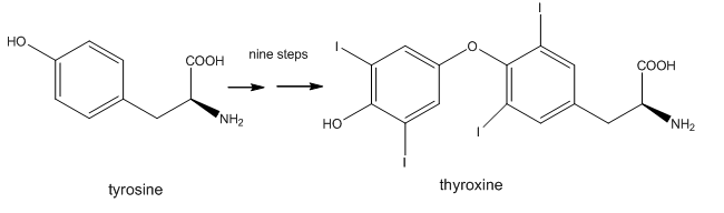 Solved The synthesis of Thyroxine involves the | Chegg.com