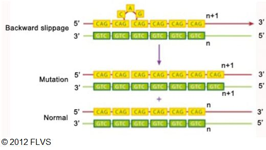 Solved Examine the image of a set of DNA sequences. | Chegg.com