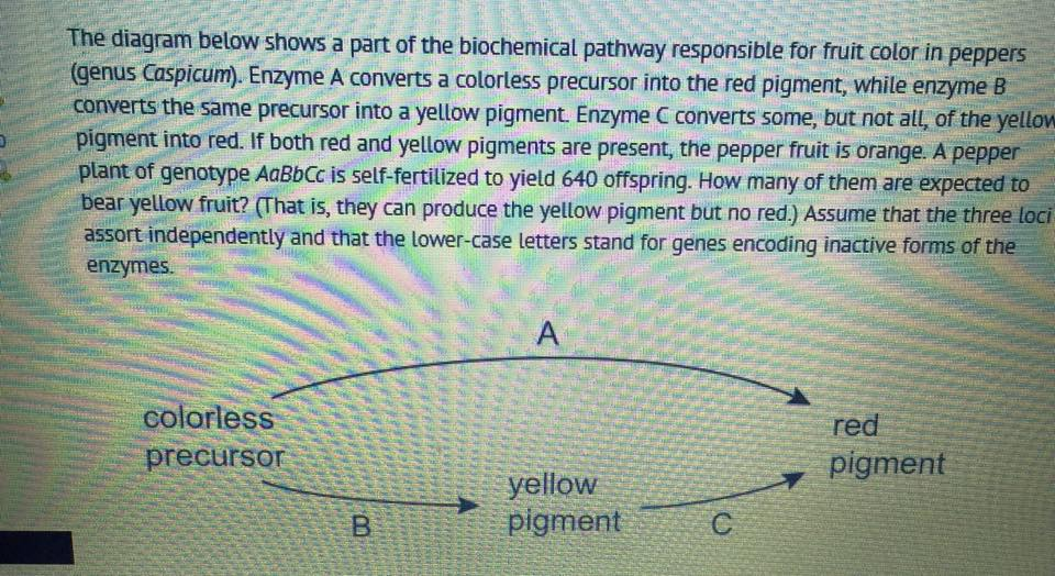 Solved Genetics question on pepper color, question and | Chegg.com
