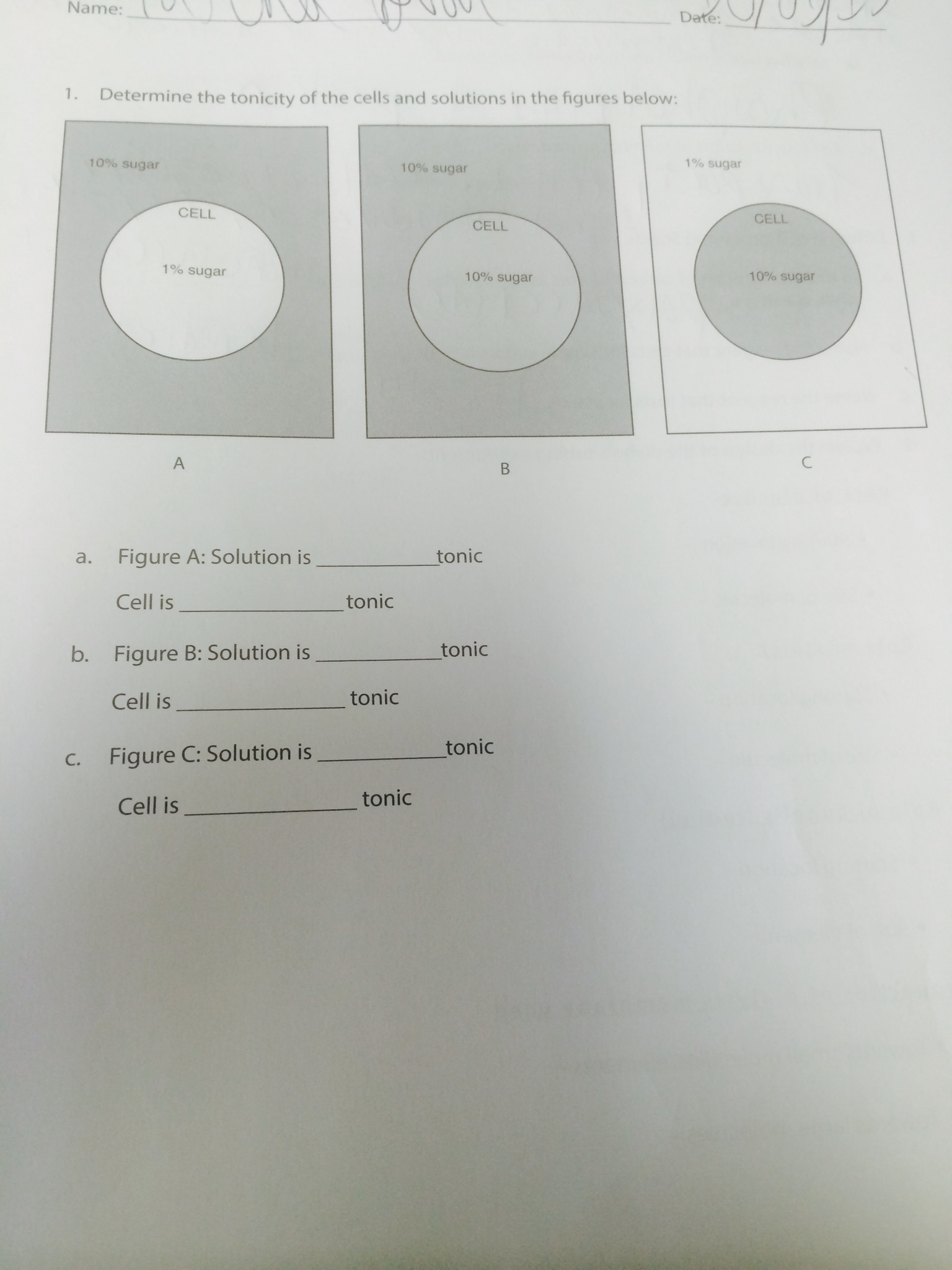 Solved Determine the tonicity of the cells and solutions in | Chegg.com
