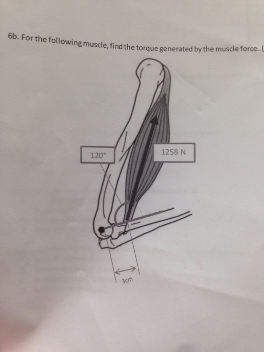 Solved For the following muscle, find the torque generated | Chegg.com