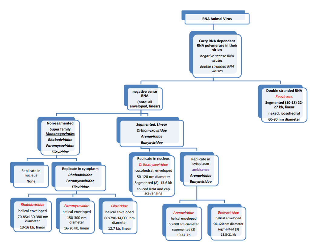 Solved RNA Animal Virus Carry RNA dependant RNA polymerase | Chegg.com