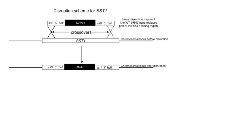 Solved SST1 Knockouts The figure below diagrams the correct | Chegg.com