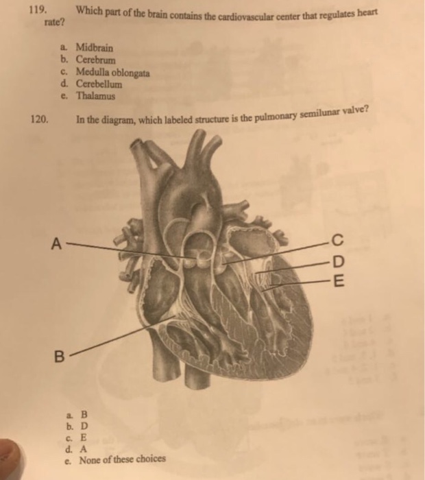 Solved Which part of the brain contains the cardiovascular | Chegg.com