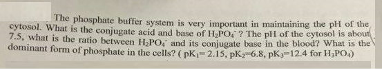 Solved The phosphate buffer system is very important in | Chegg.com