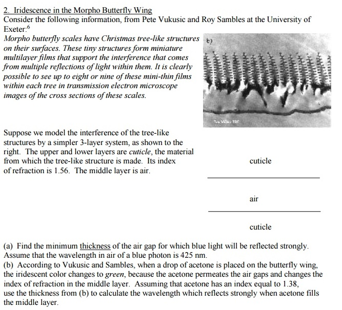 Solved Iridescence in the Morpho Butterfly Wing Consider | Chegg.com