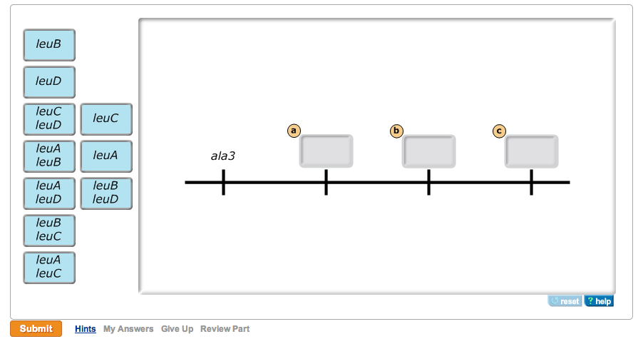 Solved You study leucine biosynthesis in a strain of | Chegg.com