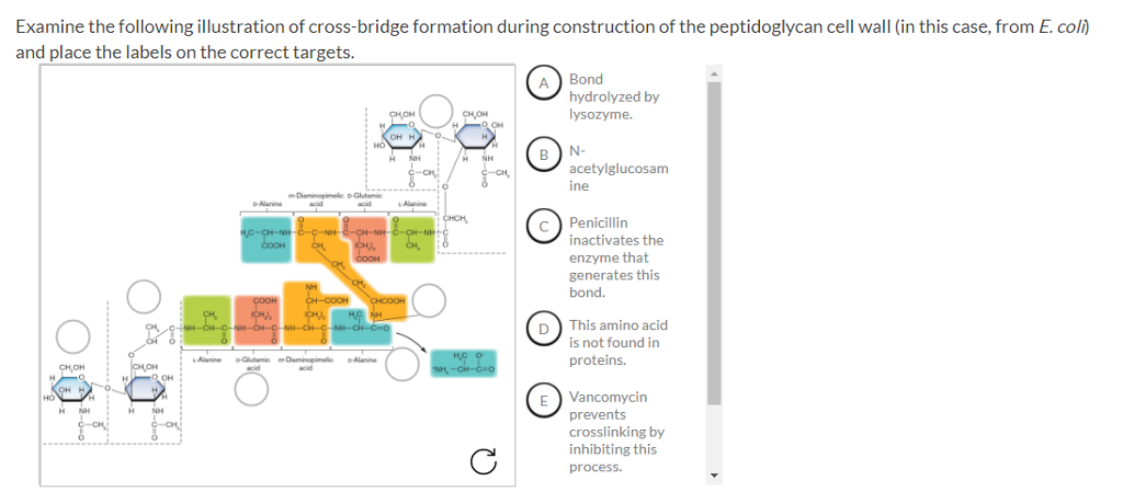Solved Examine the following illustration of cross-bridge | Chegg.com