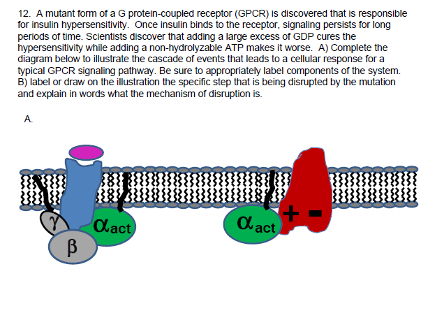 Solved A mutant form of a G protein-coupled receptor (GPCR) | Chegg.com