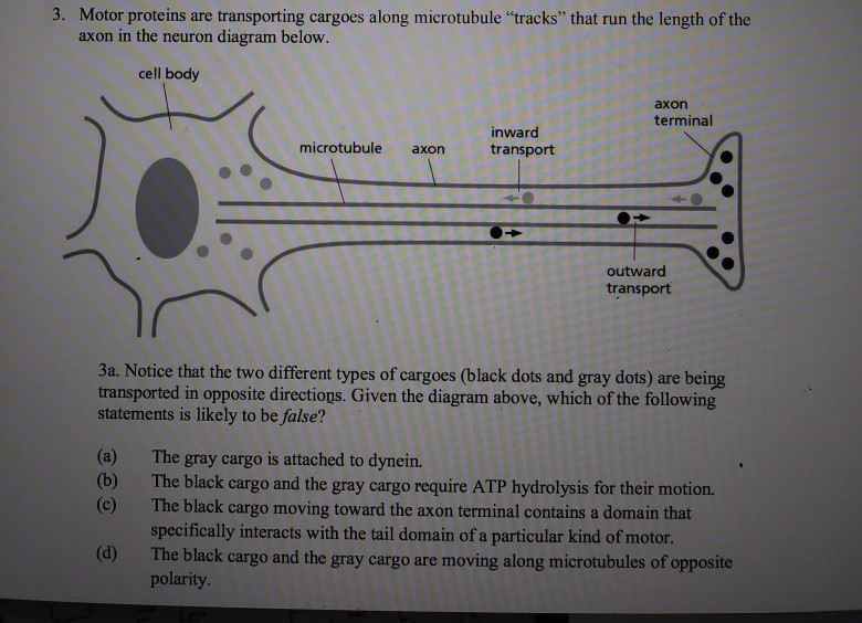 Solved Motor proteins are transporting cargoes along | Chegg.com