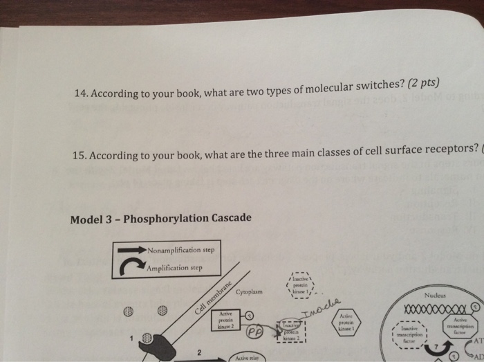 Solved The cal Model 2 - Basic Signal Transduction PathwayTo | Chegg.com