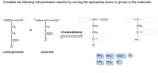 Solved Complete the following transamination reaction by | Chegg.com