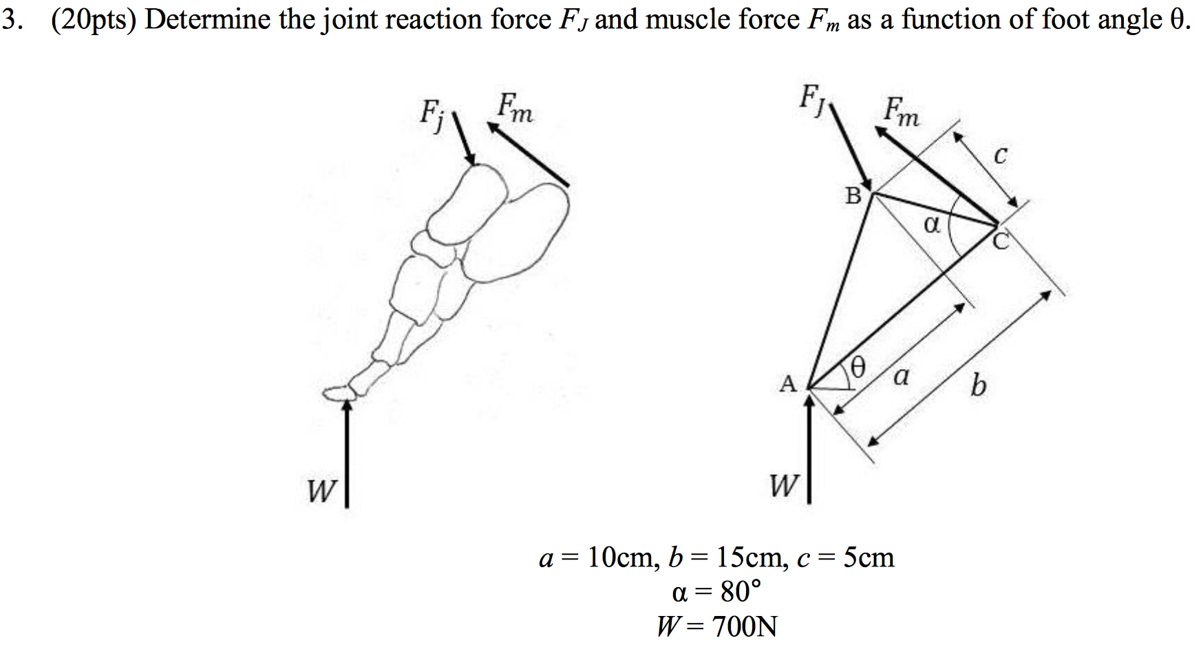 Determine the joint reaction force F_j and muscle | Chegg.com