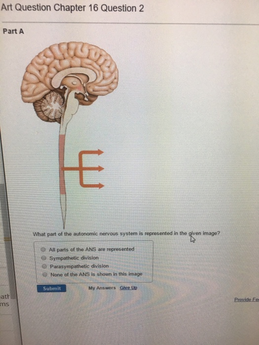 Solved What part of the autonomic nervous system is | Chegg.com