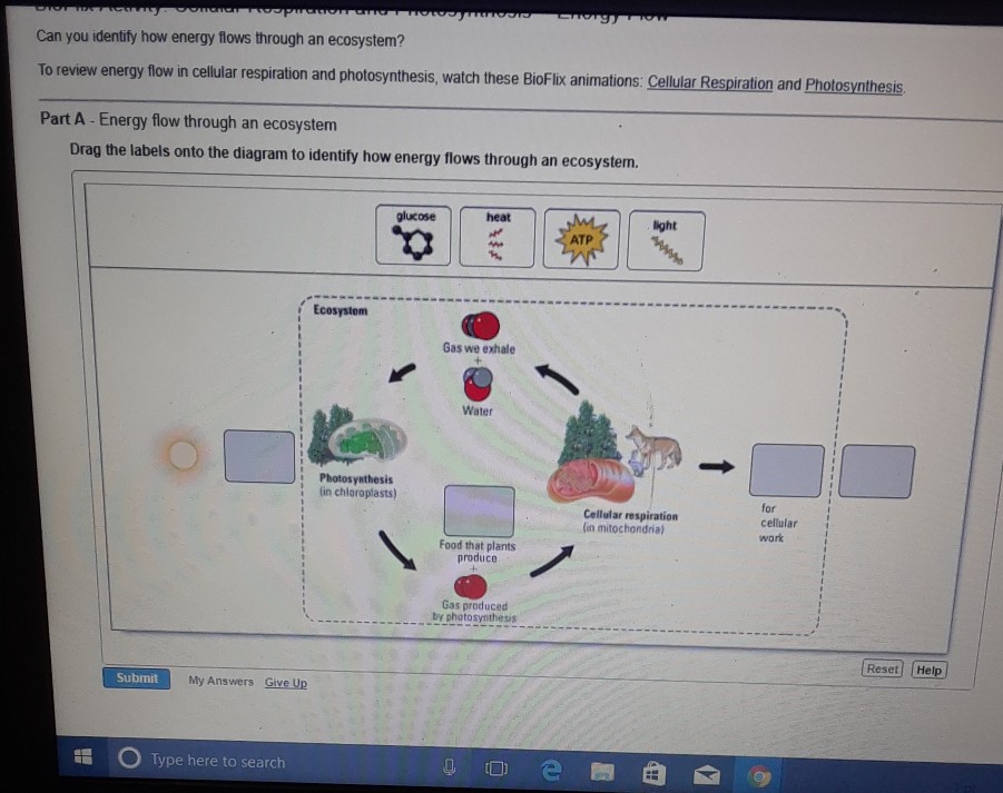 Solved Can you identify how energy flows through an | Chegg.com