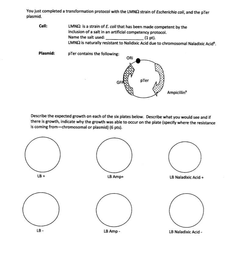 You just completed a transformation protocol with the | Chegg.com