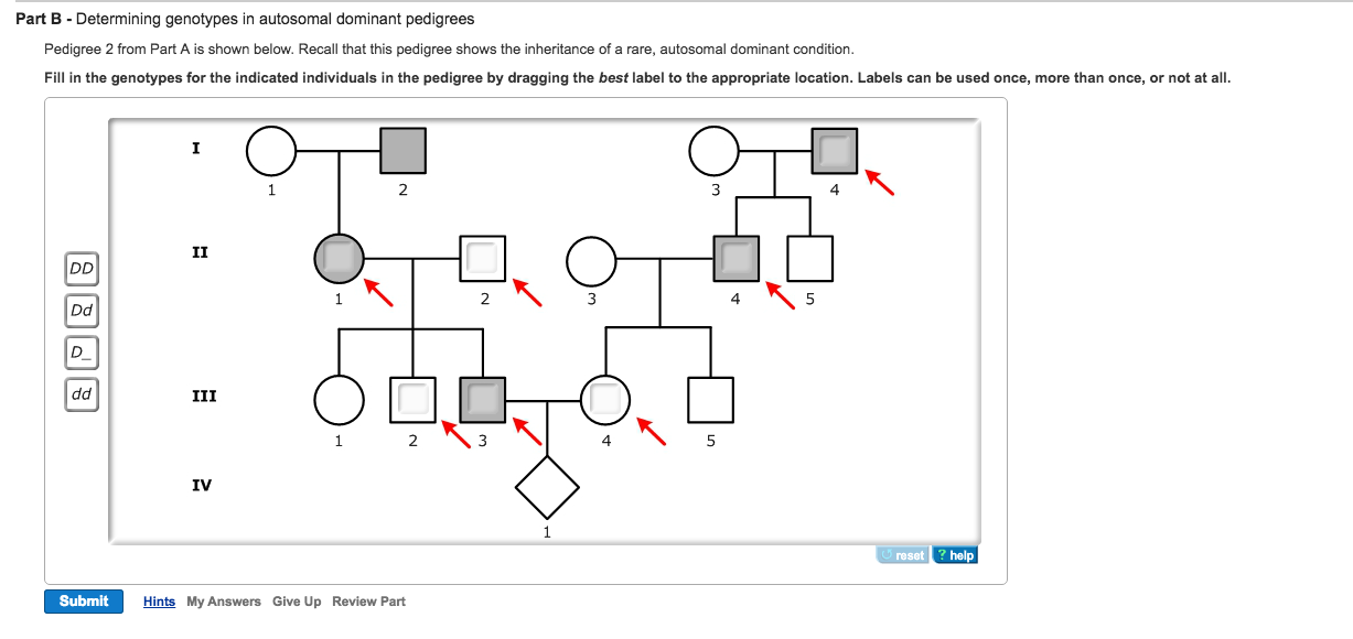 Determining genotypes in autosomal dominant pedigrees | Chegg.com Determining genotypes in autosomal dominant pedigrees | Chegg.com