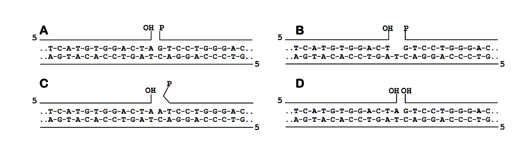 Solved Below are diagrams of double stranded DNA molecules | Chegg.com