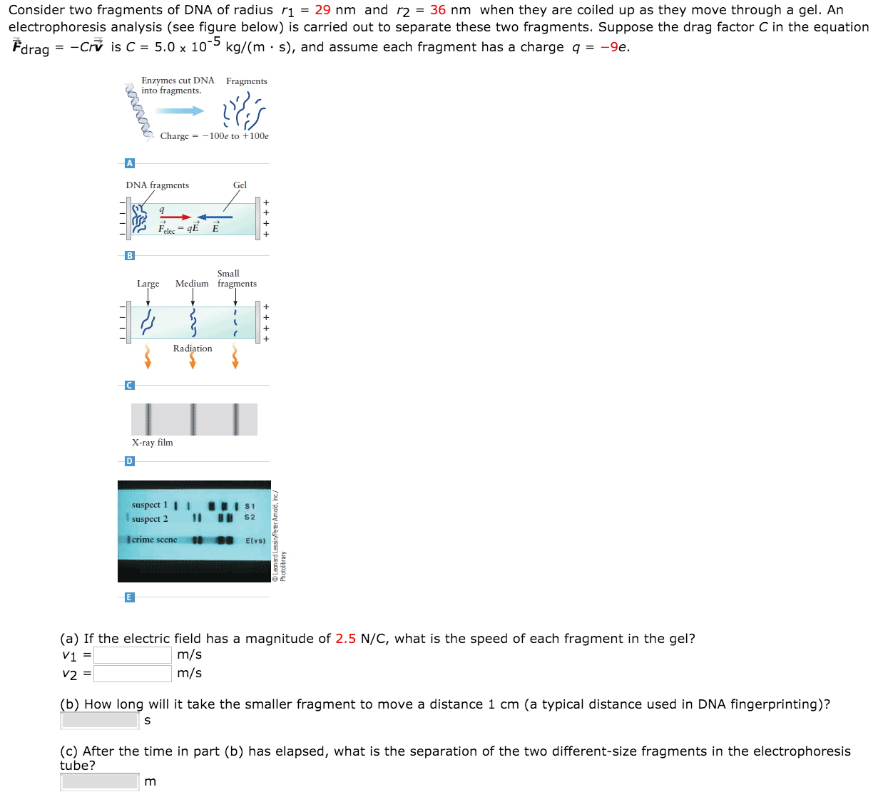 Solved Consider two fragments of DNA of radius r_1 = 29 nm | Chegg.com