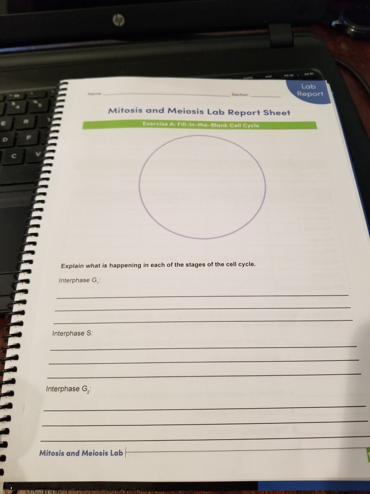 Solved Lab Report Mitosis and Meiosis Lab Report Sheet R | Chegg.com