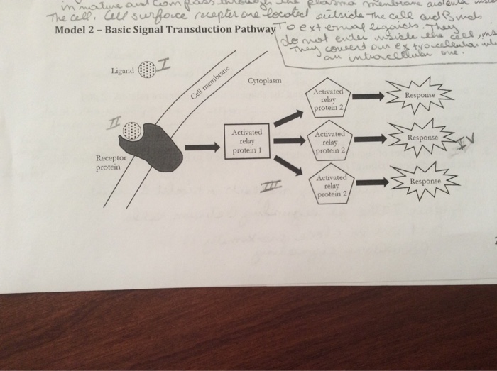 Solved The cal Model 2 - Basic Signal Transduction PathwayTo | Chegg.com