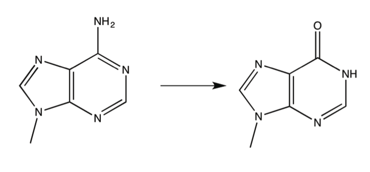 Solved Deamination of DNA nucleobases proceeds converts | Chegg.com
