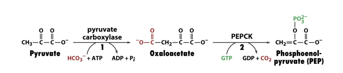 Solved Reactions above show the conversion of pyruvate to | Chegg.com