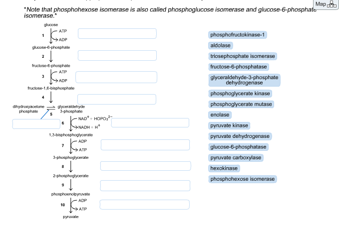 Solved The diagram below shows the reactions of glycolysis. | Chegg.com