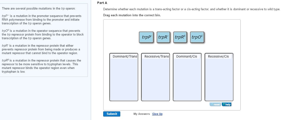 Solved There are several possible mutations in the trp | Chegg.com