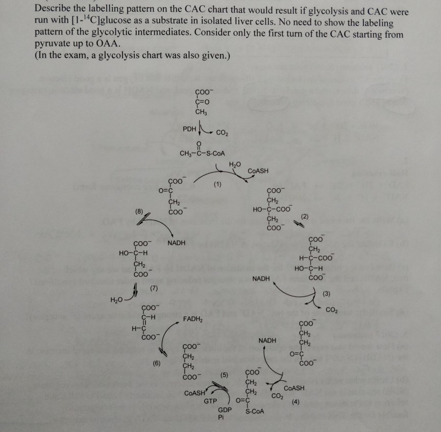 Solved Describe the labelling pattern on the CAC chart that | Chegg.com