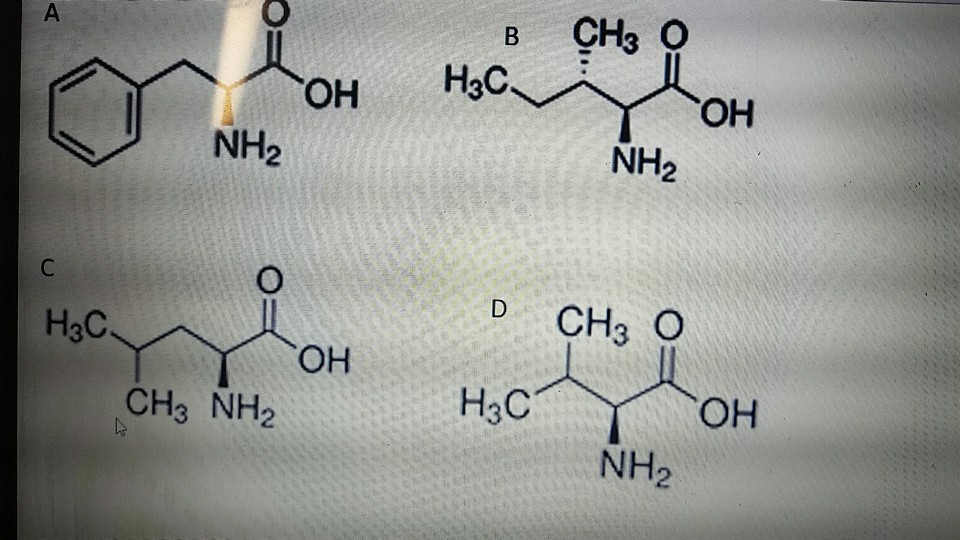 Solved B CH3 Co NH2 H3C OH CH3 NH2 OH NH2 | Chegg.com
