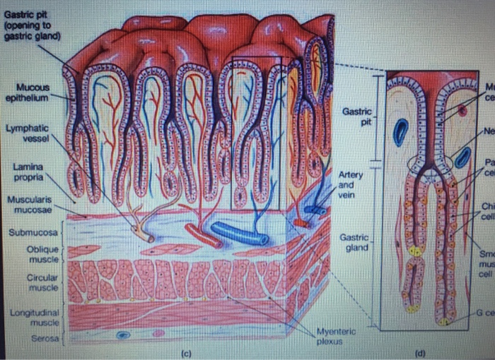 Solved Gastric pit opening to gastric gland) Mu ce pit | Chegg.com