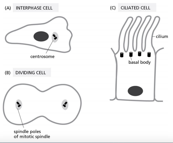 Solved Cell biology help In the three cell outlines shown | Chegg.com