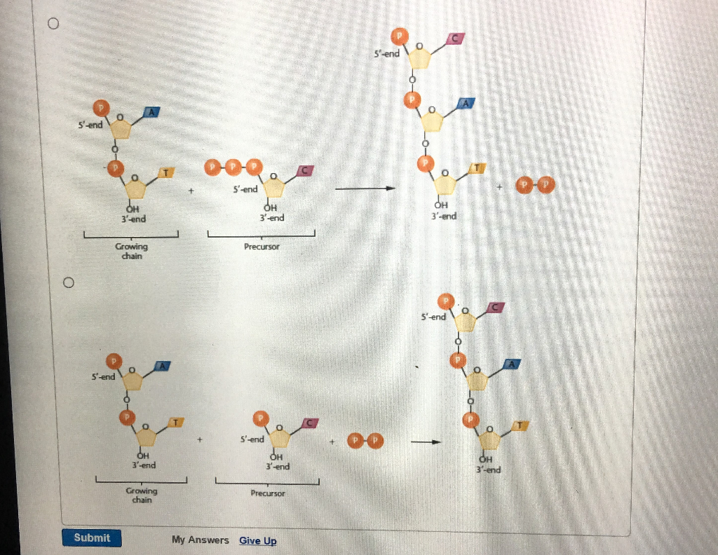 Solved DNA polymerases in all organisms add only 5? | Chegg.com