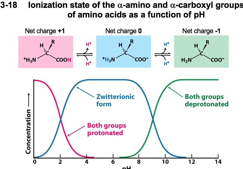 Solved Is there a pH at which the a-carboxyl is protonated | Chegg.com
