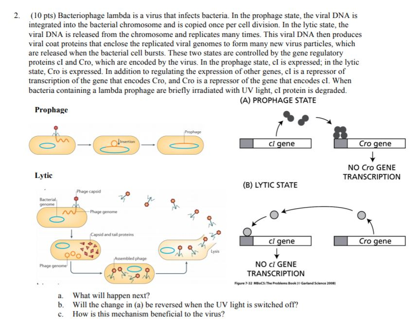 Solved 2. (10 pts) Bacteriophage lambda is a virus that | Chegg.com