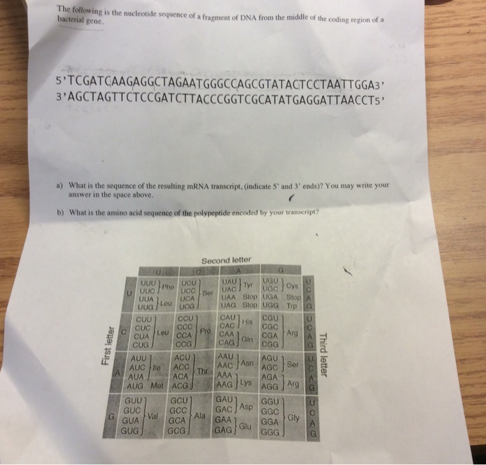 Solved The following is the nucleotide sequence of a | Chegg.com