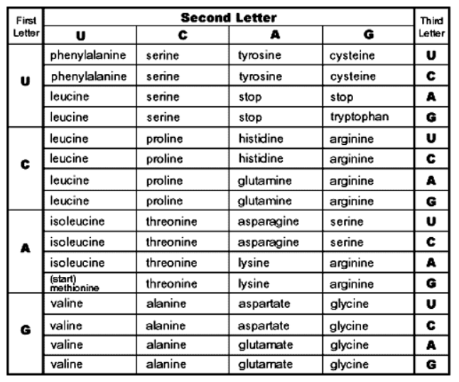 Solved Second Letter First Letter Third Leter cysteine | Chegg.com