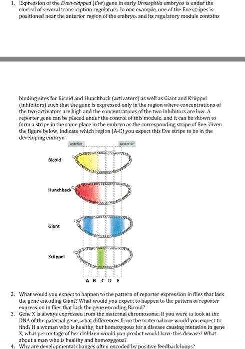 Solved Expression of the Even-skipped (Eve) gene in early | Chegg.com
