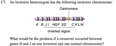 Solved C7. An inversion heterozygote has the following | Chegg.com