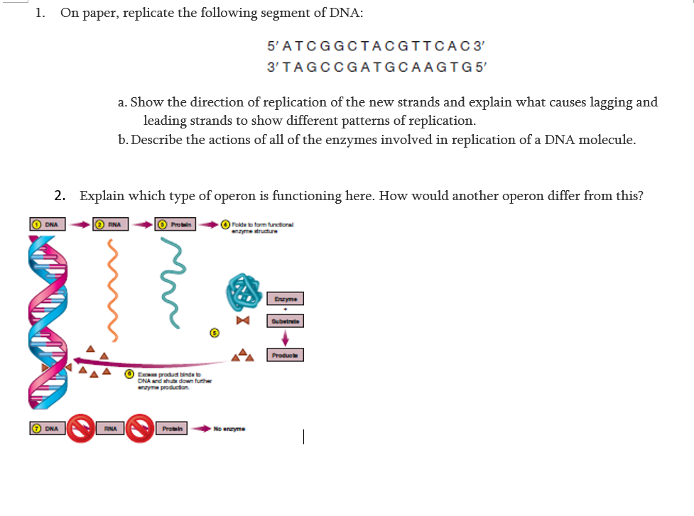 Solved 1. On paper, replicate the following segment of DNA: | Chegg.com Solved 1. On paper, replicate the following segment of DNA: | Chegg.com