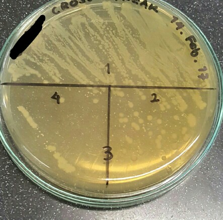 Solved Microbiology lab report. We did cross streak | Chegg.com