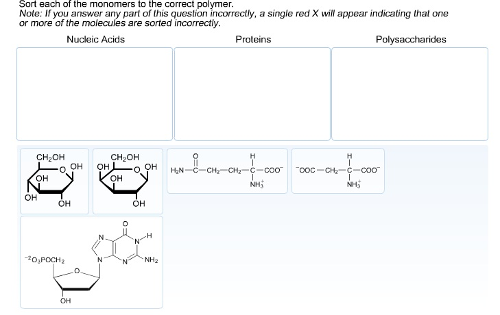 Solved Sort each of the monomers to the correct polymer. | Chegg.com