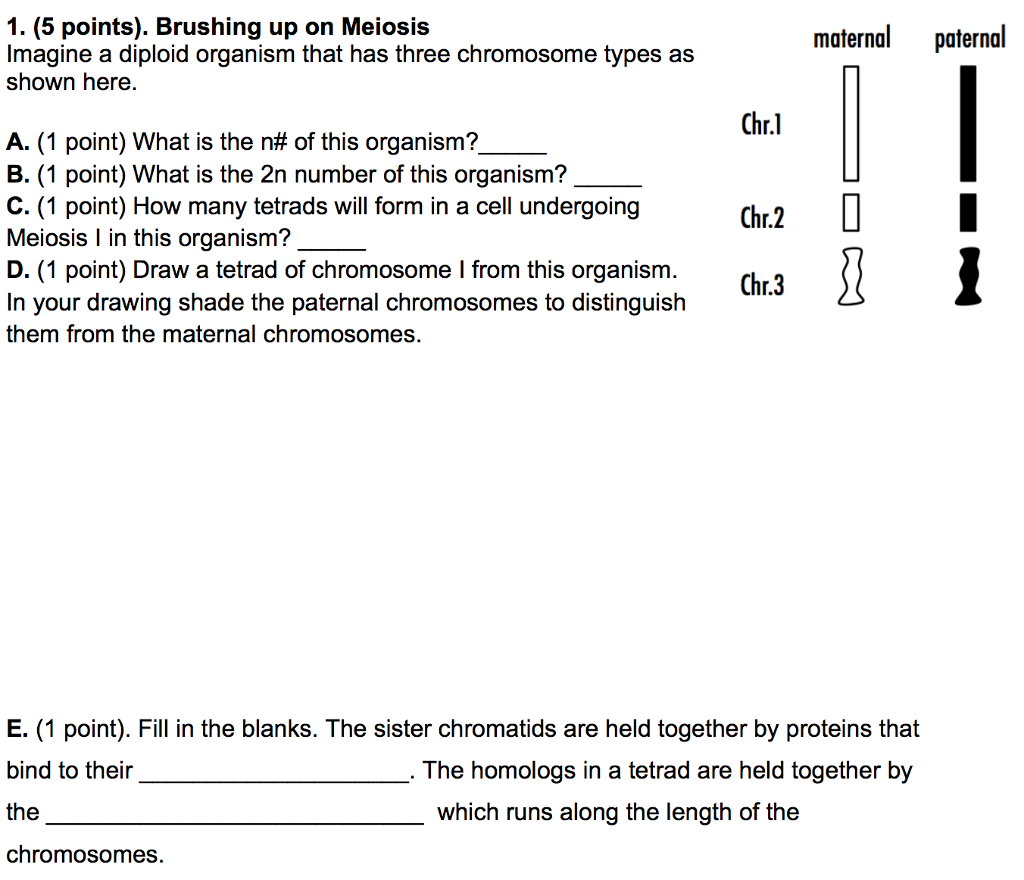 Solved Brushing up on Meiosis Imagine a diploid organism | Chegg.com