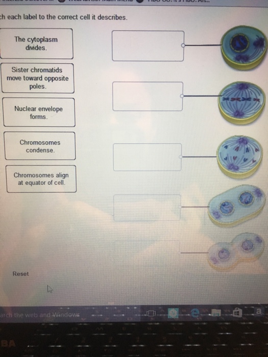 Solved h each label to the correct cell it describes. The | Chegg.com