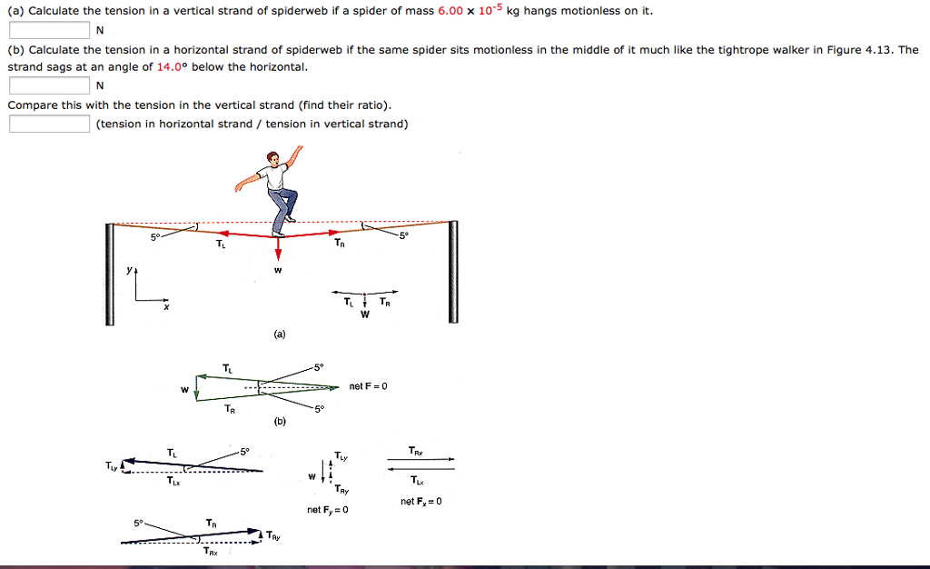 Solved: Calculate The Tension In A Vertical Strand Of Spid... | Chegg.com