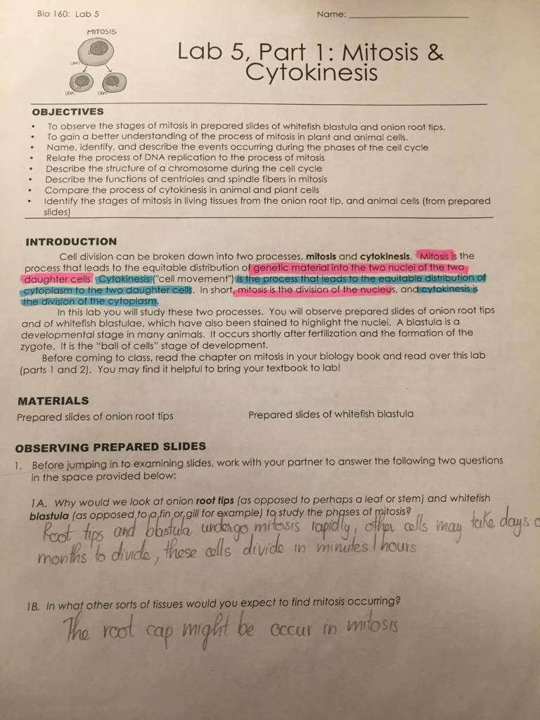 Solved Bio 160: Lab 5 Name MITOSIS CO Lab 5, Part 1: Mitosis | Chegg.com