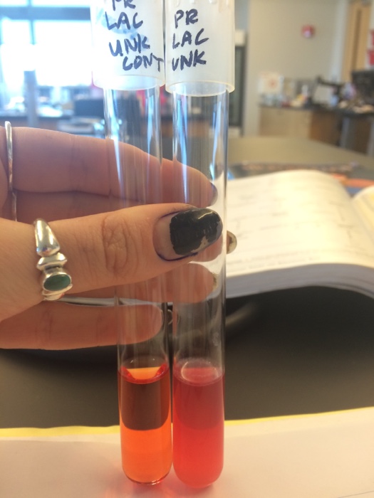 Solved What does this PR lactose result mean? | Chegg.com