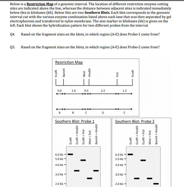 Solved Below is a Restriction Map of a genomic interval. The | Chegg.com
