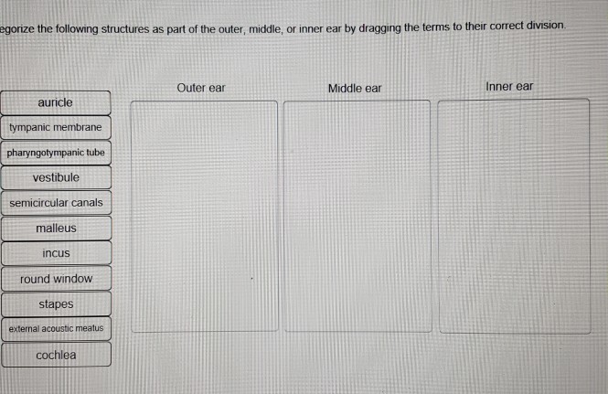 Solved Categorize the following structures as part of the | Chegg.com